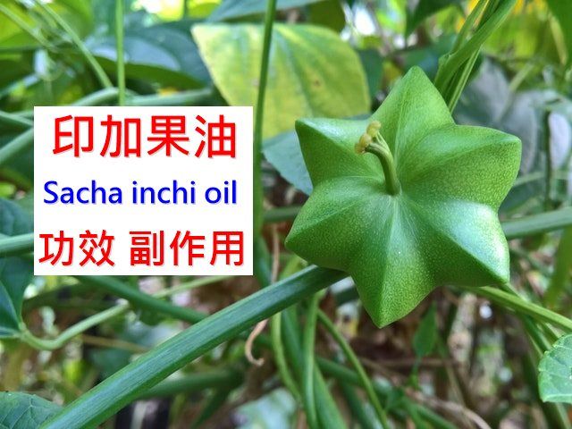 印加果油的6種功效及副作用（3點使用禁忌請小心） - 營養新知